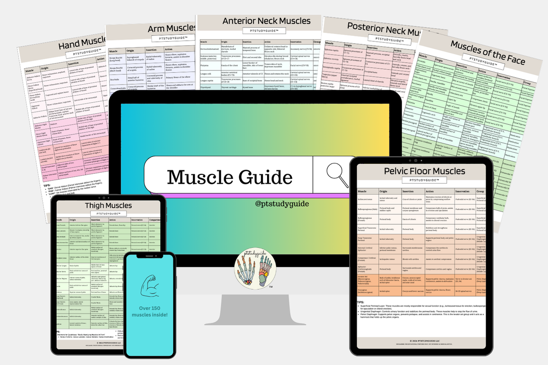 Muscle Guide - PDF Download – Ptstudyguide